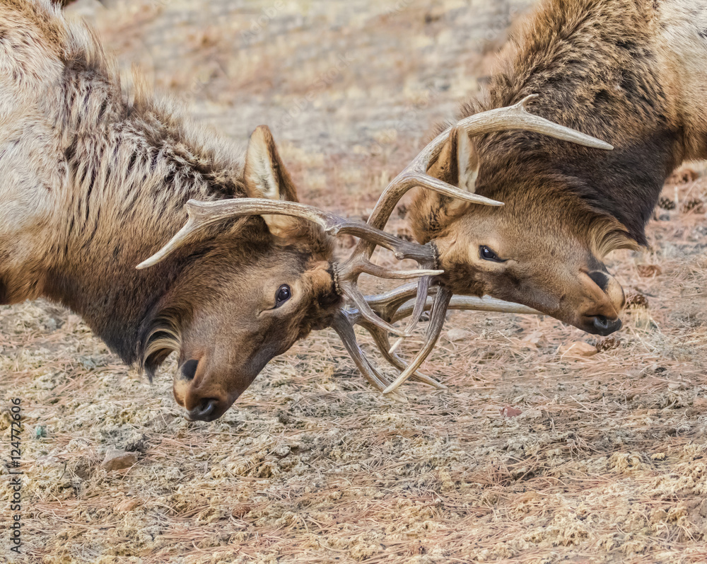 Two to Tangle - Two young bull elk practice the art of dominance by ...