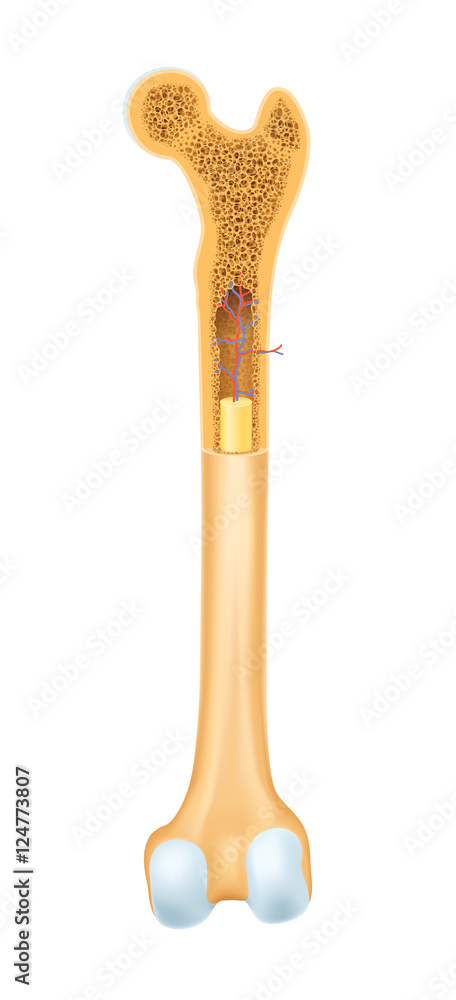 Human bone anatomy Stock Vector | Adobe Stock