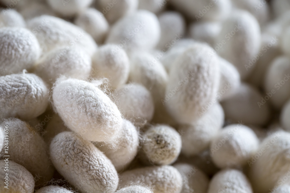 Silk Cocoon Stock Photo | Adobe Stock