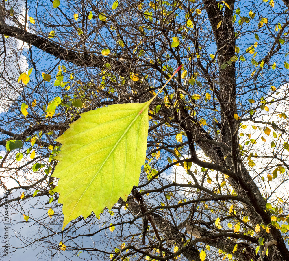 image of autumn trees in the park close-up Stock Photo | Adobe Stock