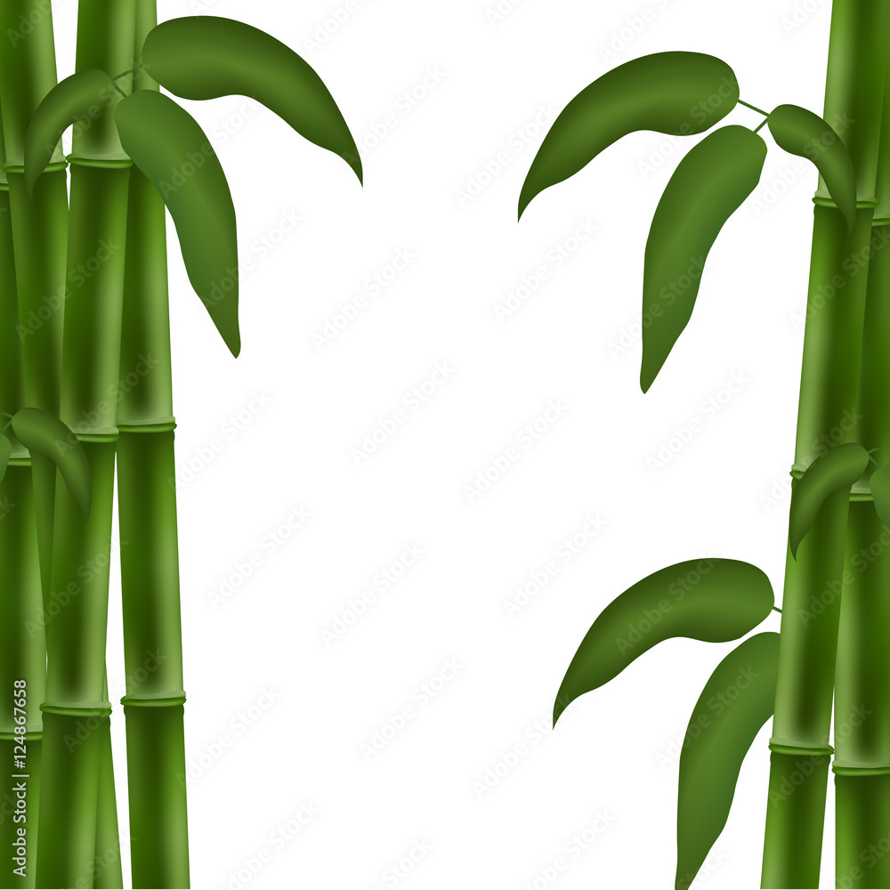 Bamboo poster. Template for design. Vector illustration. Stock Vector ...