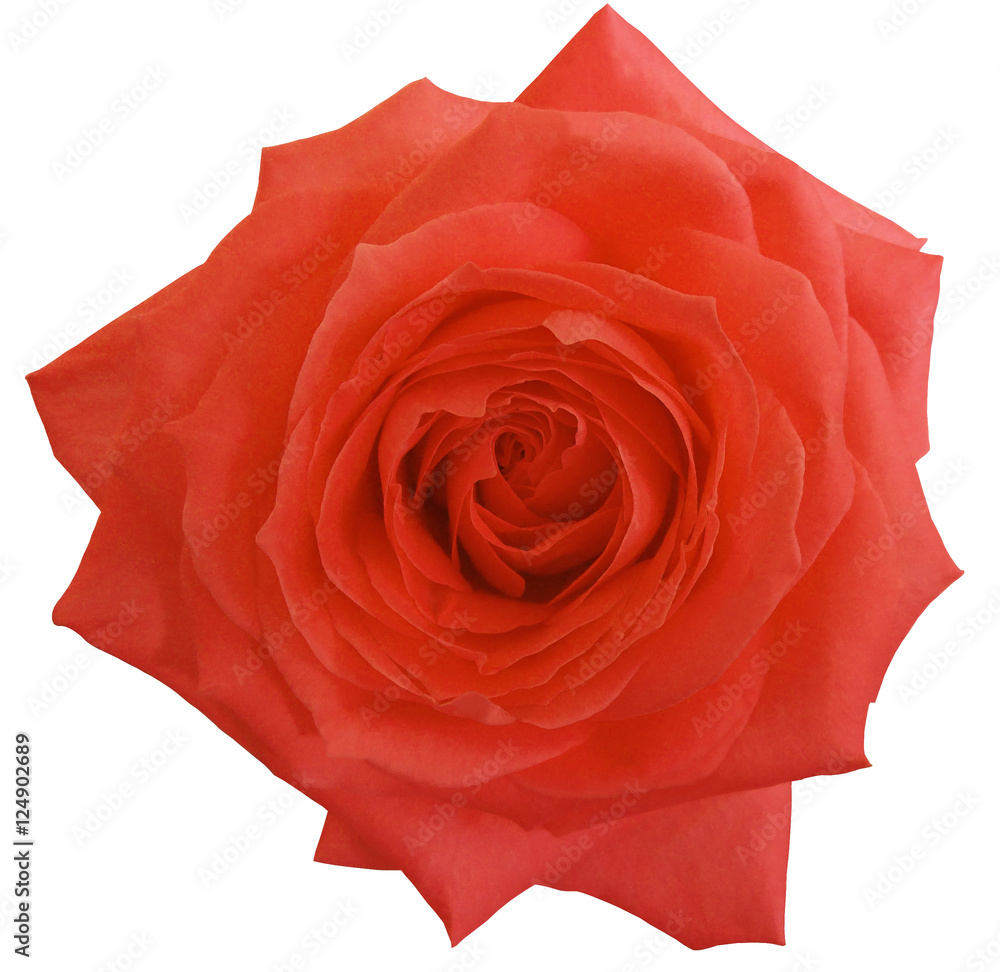 red rose flower, white isolated background with clipping path. Nature ...