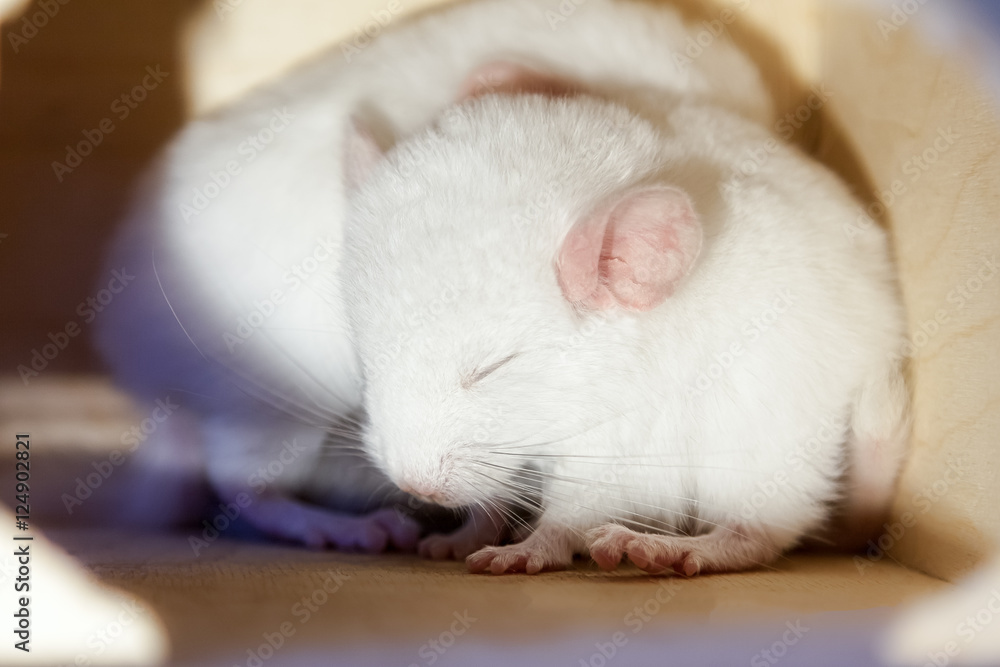 Baby White Chinchilla
