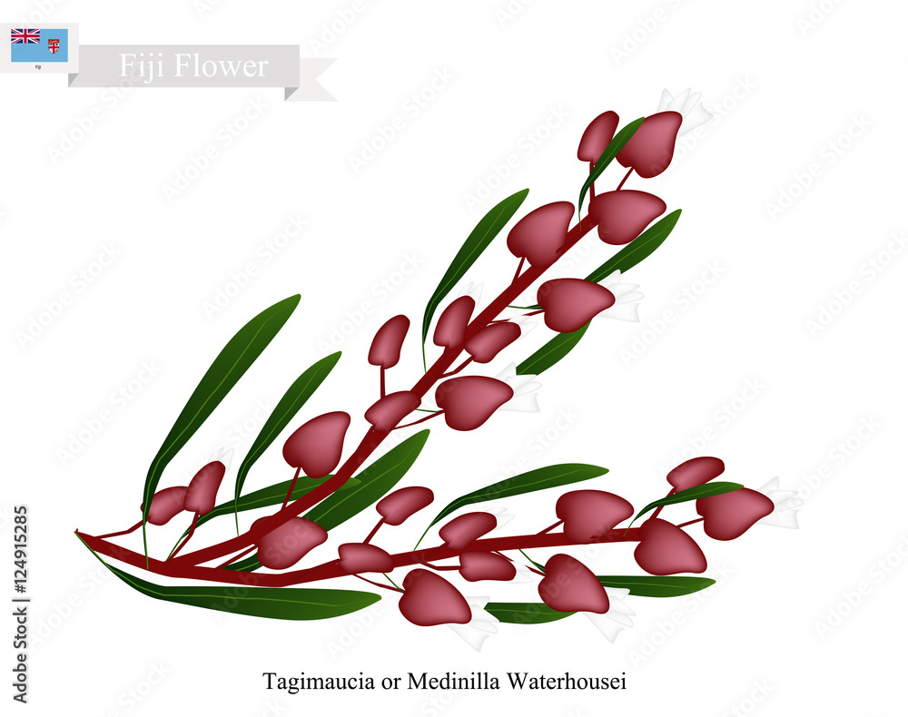 Vecteur Stock Fiji Blossom, Illustration of Tagimaucia Flower or ...
