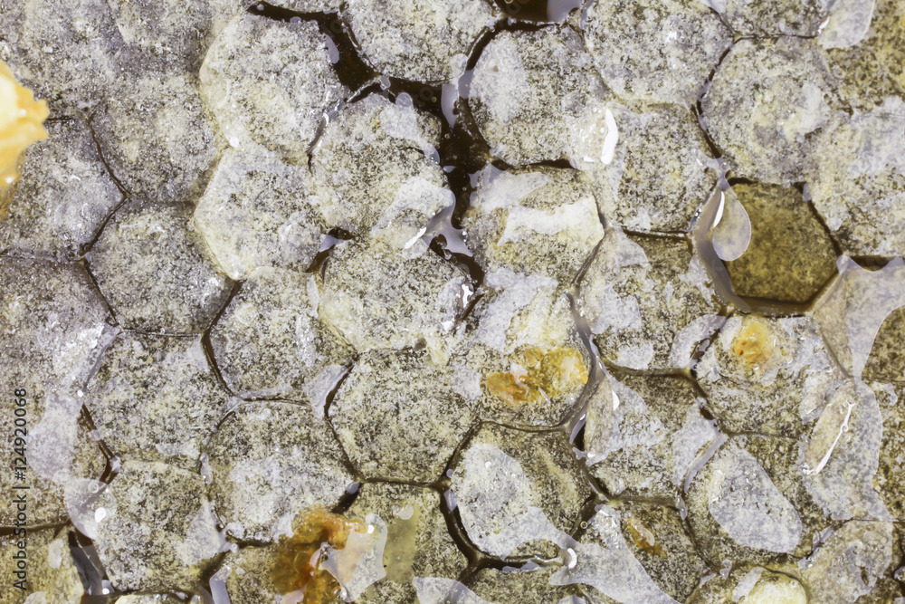 Honeycombs filled with honey closeup. In each cell of honeycomb the ...