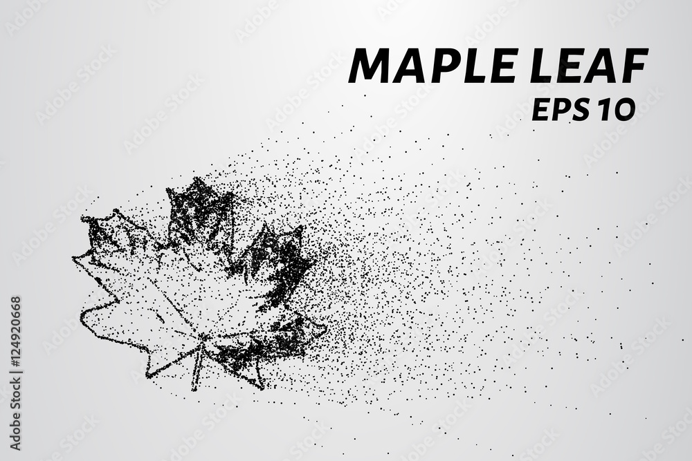 Maple leaf particles. Maple leaf consists of circles and points. Vector ...
