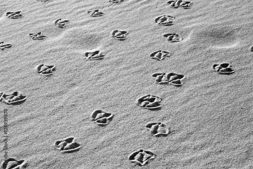 bird footprints bw Stock Photo | Adobe Stock