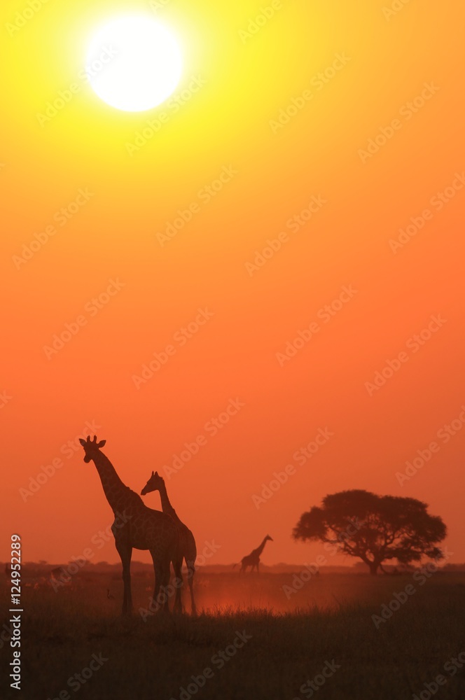 Giraffe Background - African Wildlife - Sunset Wonder and Colors in ...