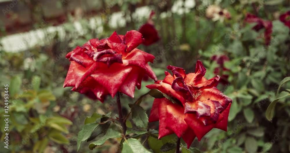 Two Beautiful red rose in the garden, selective focus, vintage color ...
