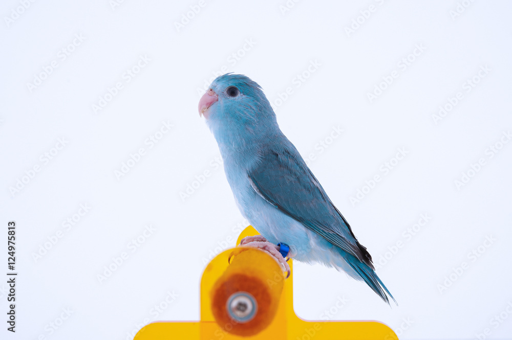 Pacific Parrot Stock-Foto | Adobe Stock