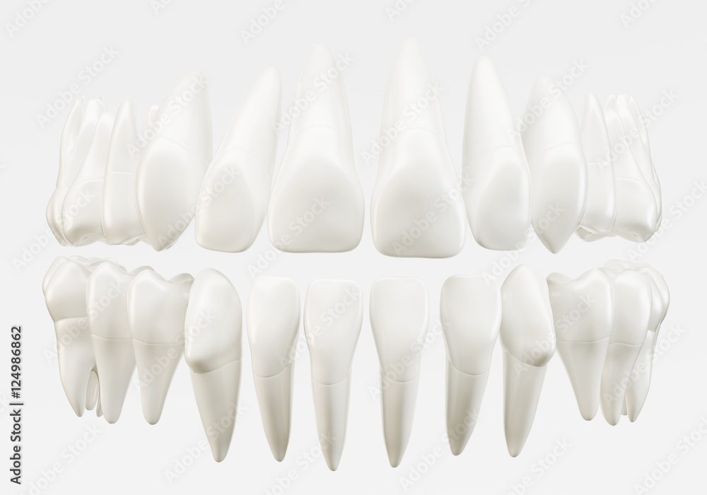 Healthy 32 human teeth - 3d rendering Stock Illustration | Adobe Stock