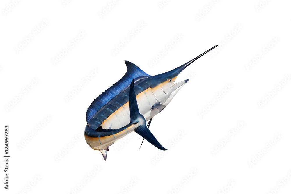 Marlin - Swordfish,Sailfish saltwater fish (Istiophorus) isolate Stock ...