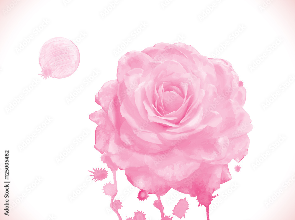 Watercolor pink rose Stock Vector | Adobe Stock