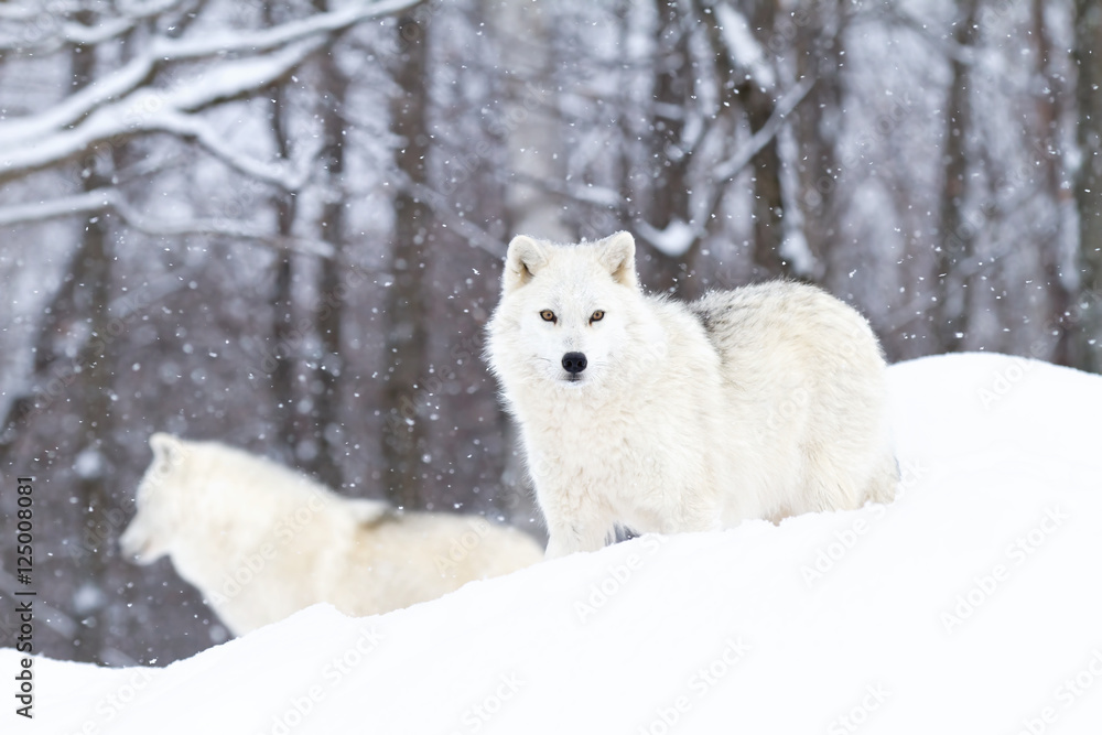 Arctic Wolf Hunting