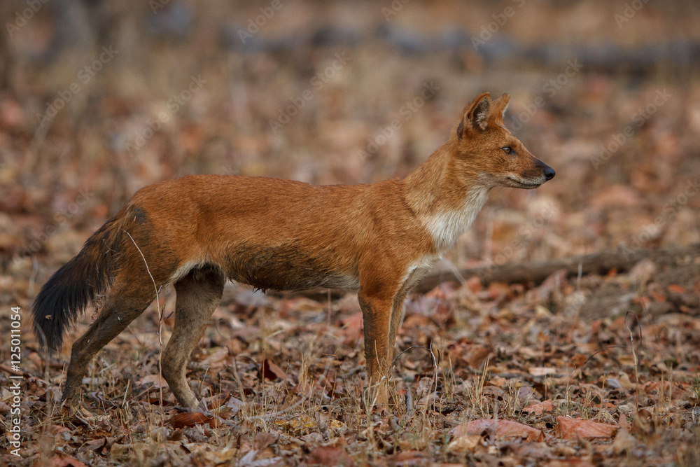 Indian wild dog pose in the nature habitat, very rare animal, dhoul ...