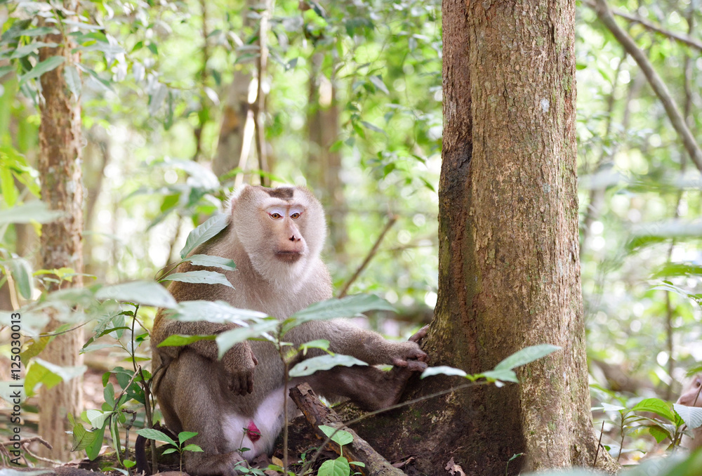 Pig-tailed Macaque monkey lives in the mountains of Khao Yai National ...