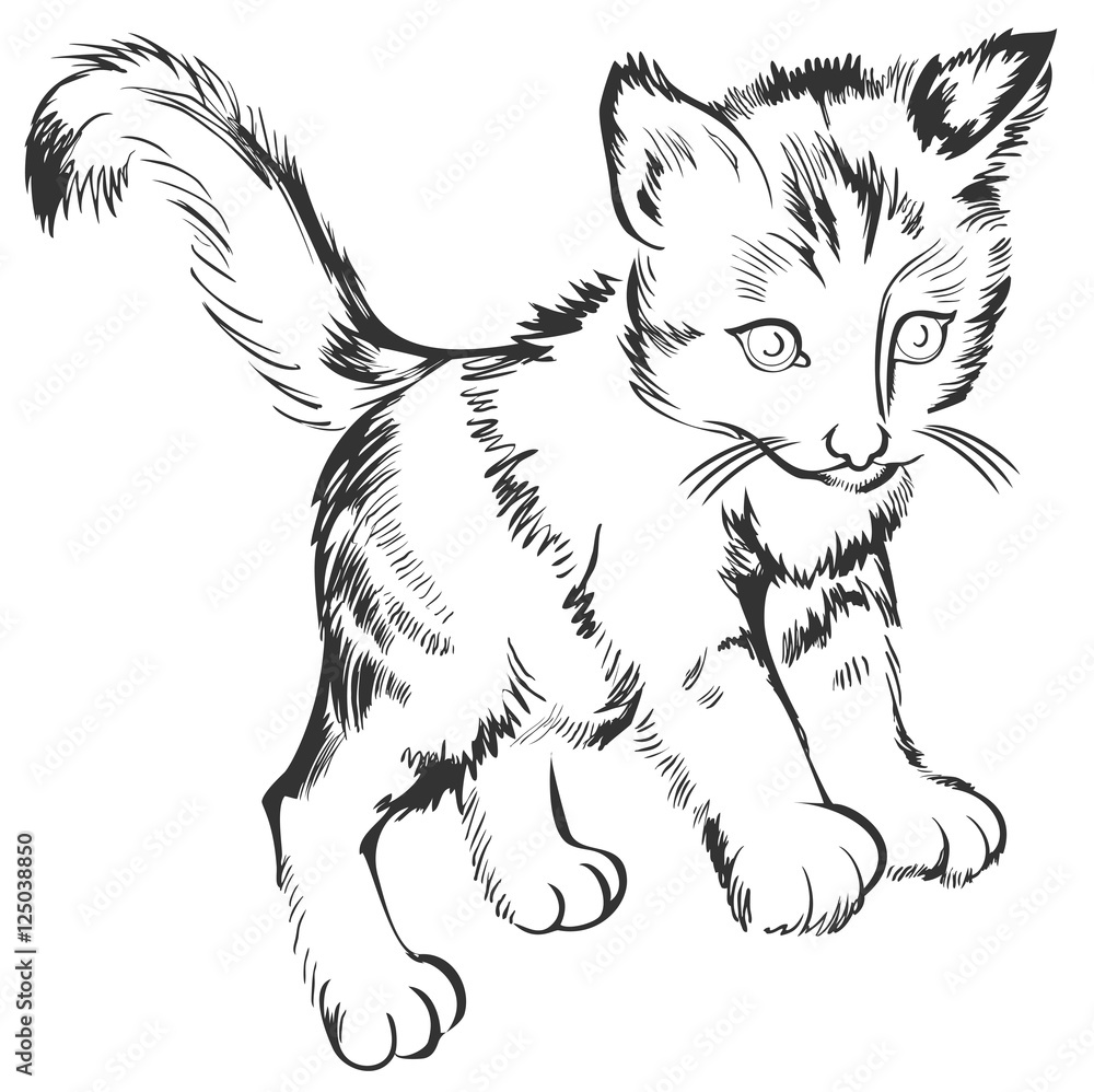 Black and white sketch of a little kitten. Drawing made on computer by ...
