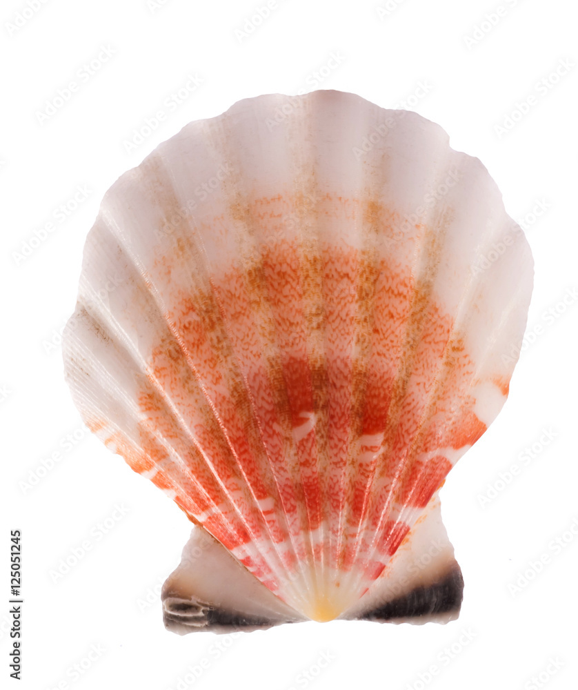 Shell isolated Stock Photo | Adobe Stock