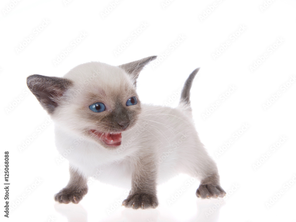 Young siamese kitten with munchkin characteristics, smaller than ...
