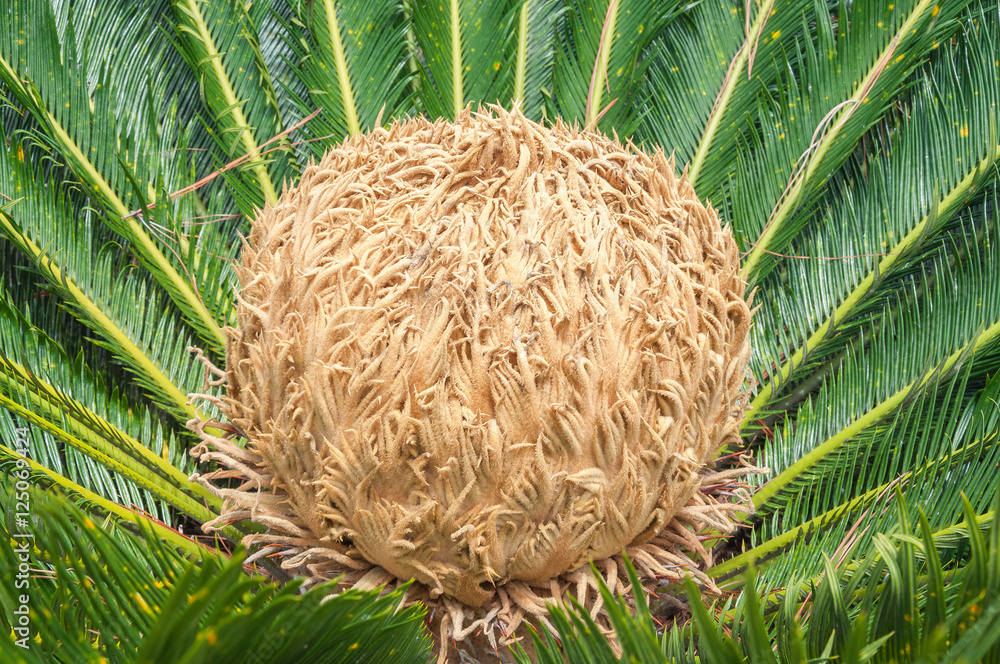 Cycas Revoluta plant. Also known as Sagu de Jardim in Brazil. Flower ...