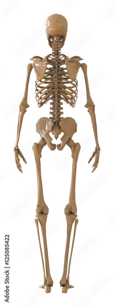 Skeleton rear view. Plastic layout of the human skeleton on white ...