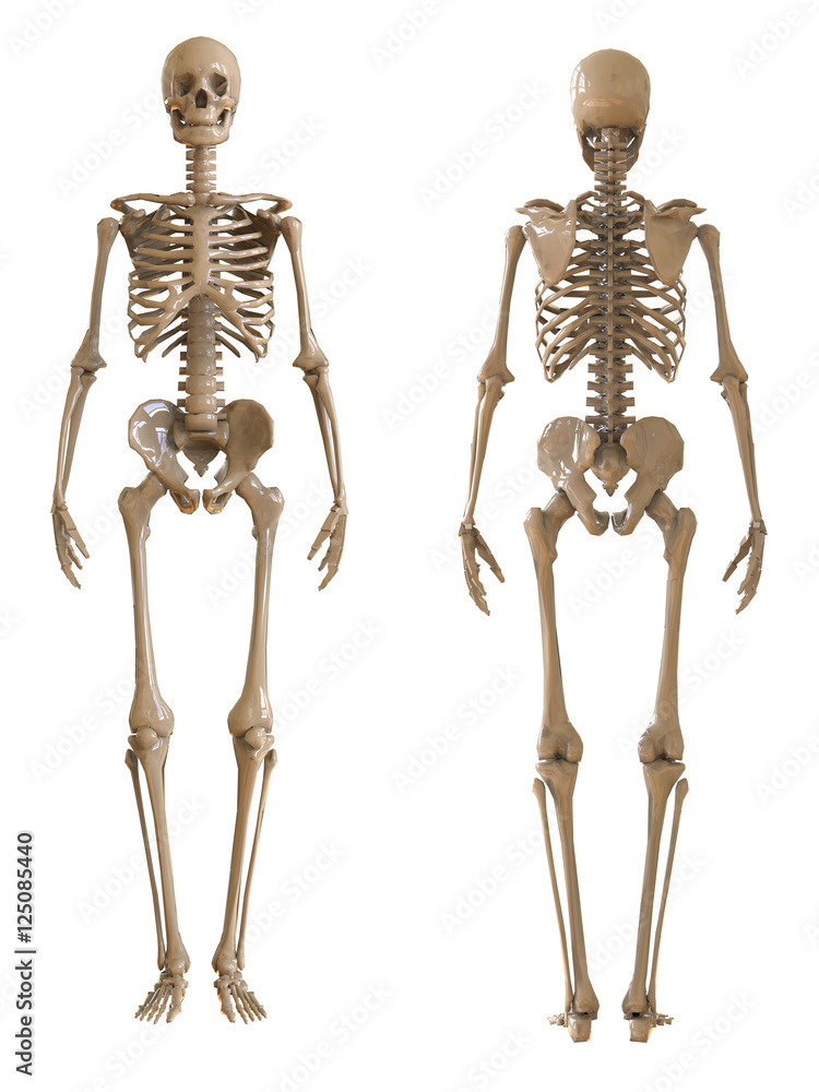 Skeleton front and rear view. Plastic layout of the human skeleton on ...