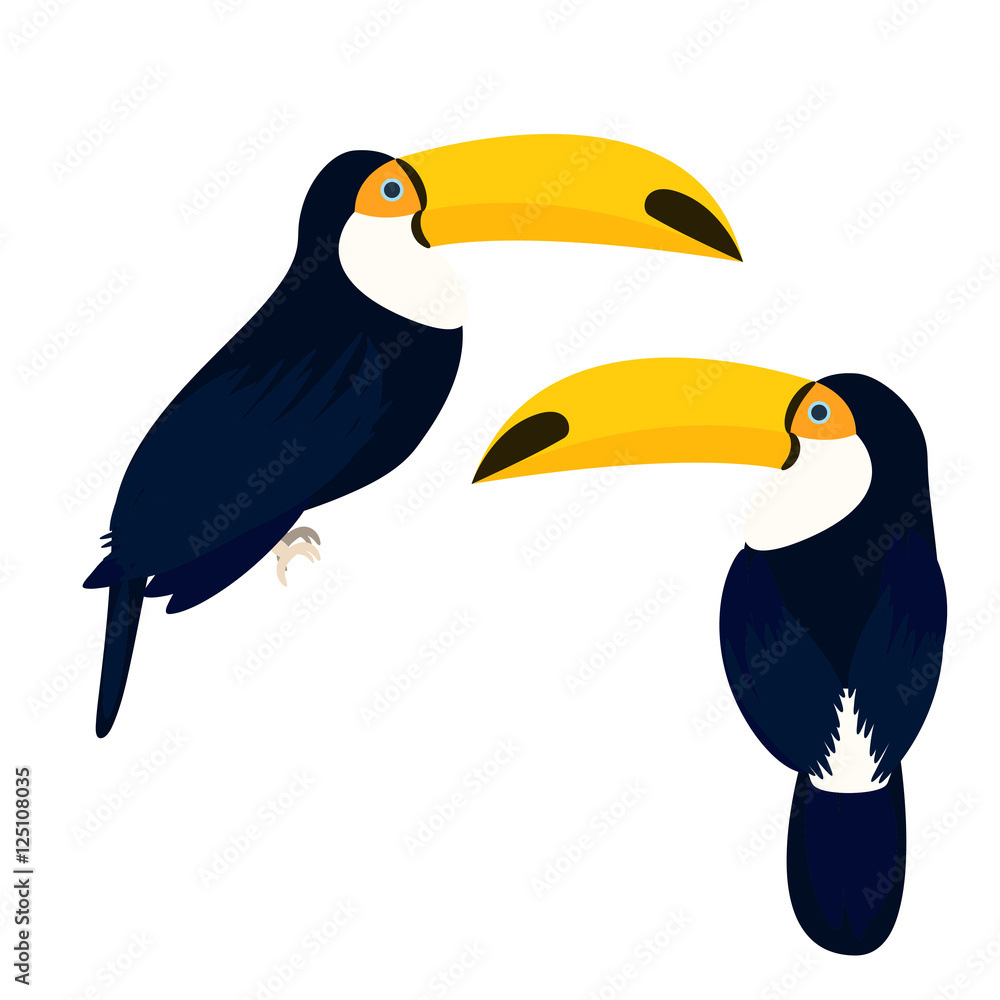 Toucan bird vector illustration isolated on white side view and back ...
