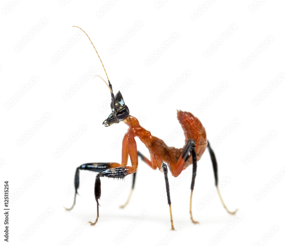 Young orchid mantis - Hymenopus coronatus, isolated on white Stock ...