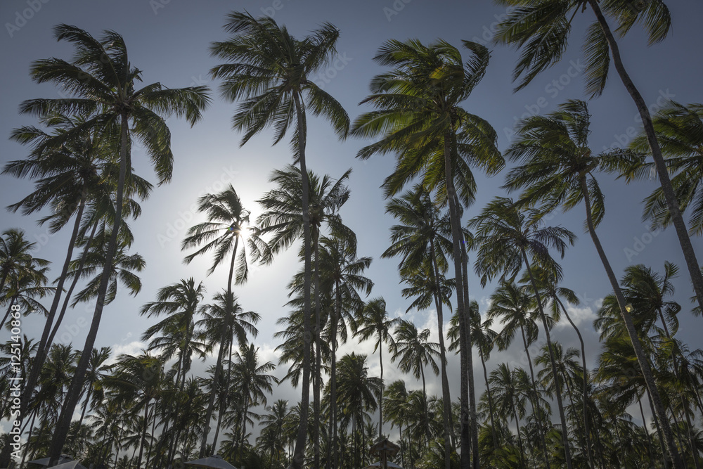 Palm trees in Porto de Galinhas, Recife, Pernambuco - Brazil Stock ...