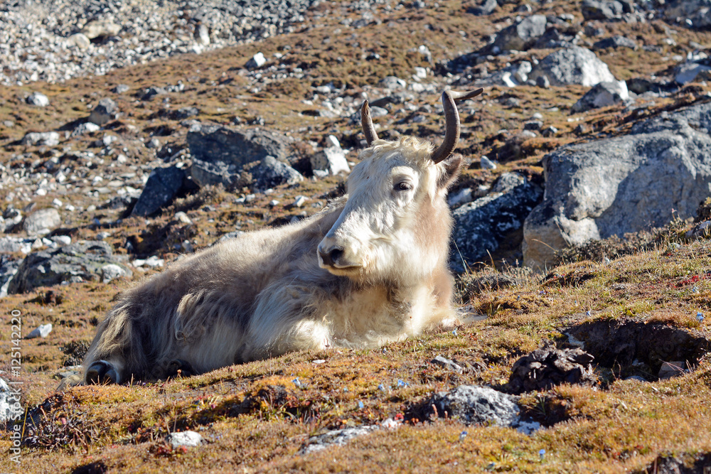 Foto de Hiking in Khumbu Valley in Himalayas mountains, Gokyo peak trek ...