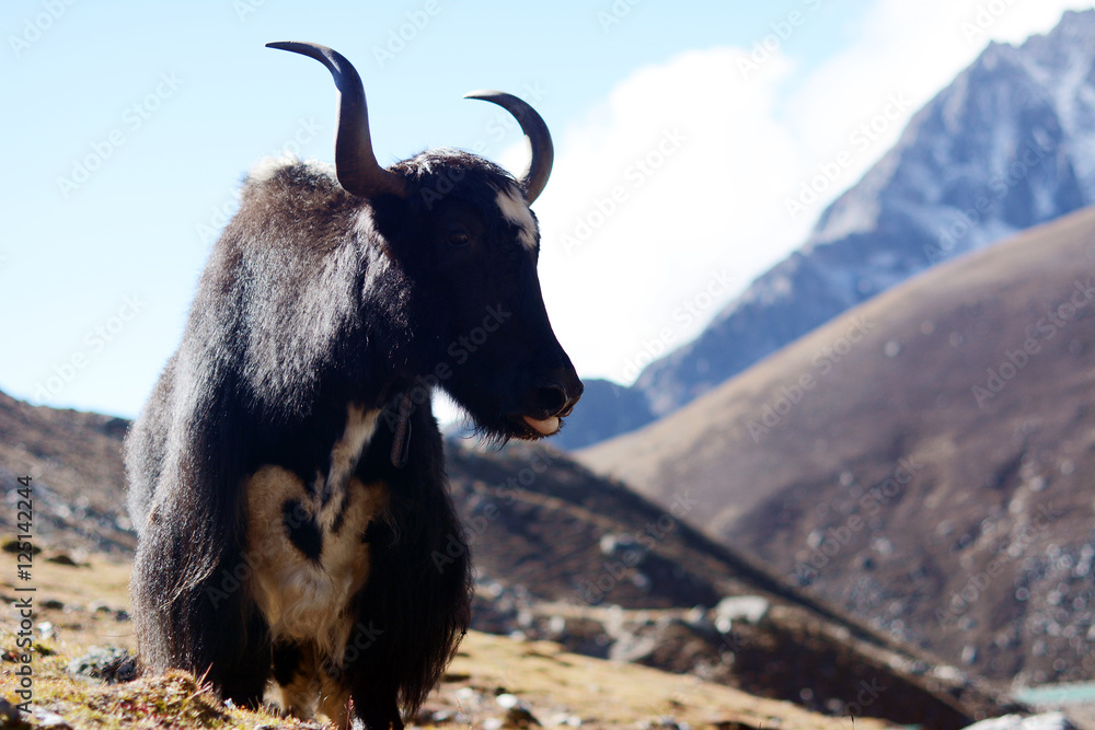 Hiking in Khumbu Valley in Himalayas mountains, Gokyo peak trek ...