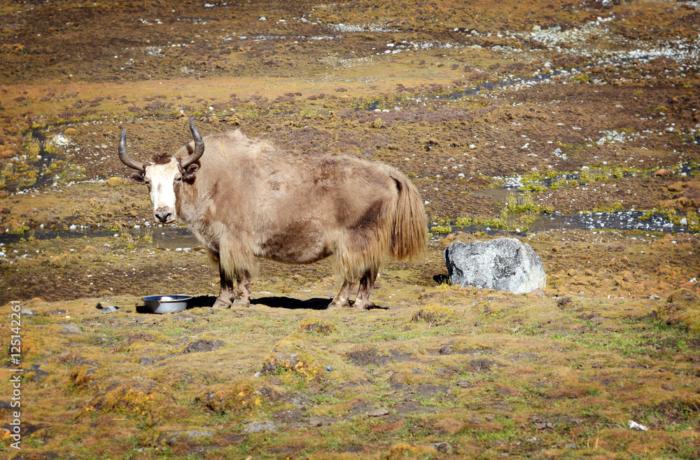 Hiking in Khumbu Valley in Himalayas mountains, Gokyo peak trek ...