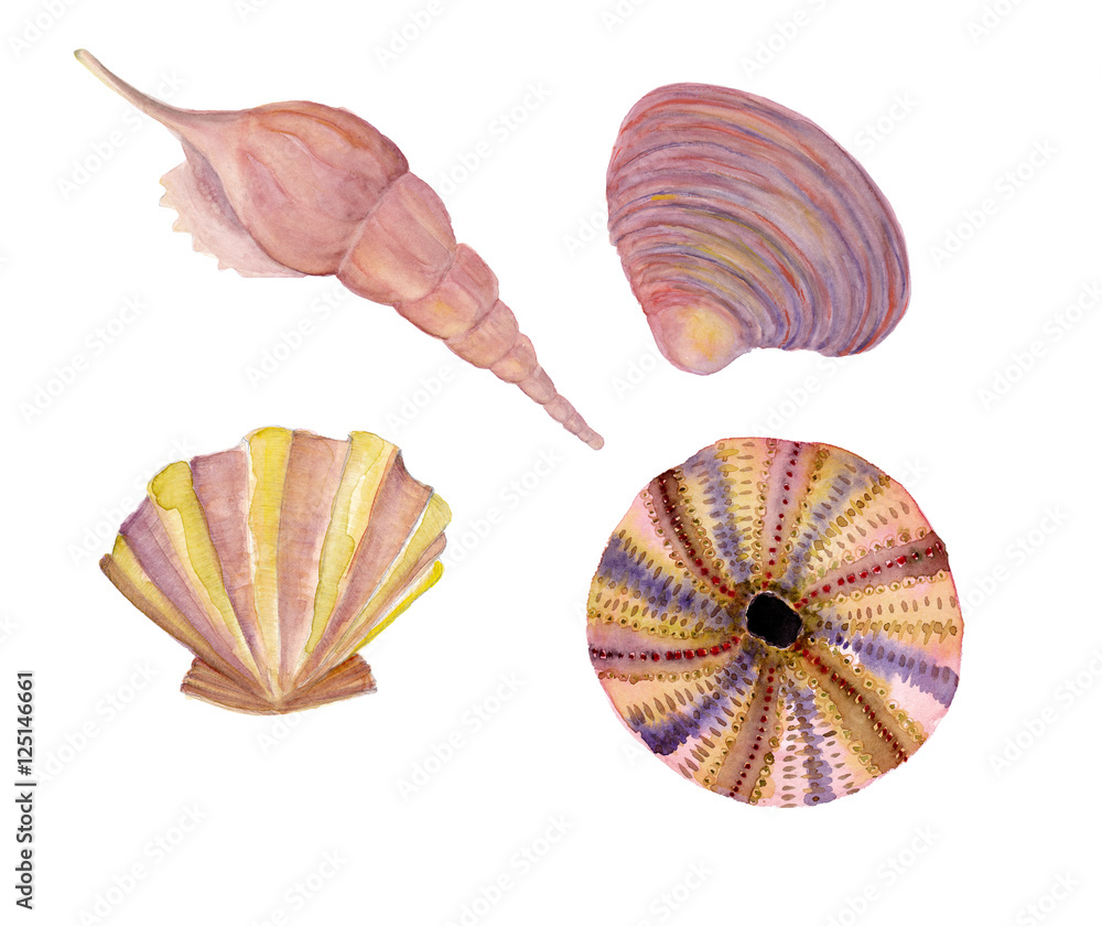 Watercolor painting seashells isolated on white background Stock ...