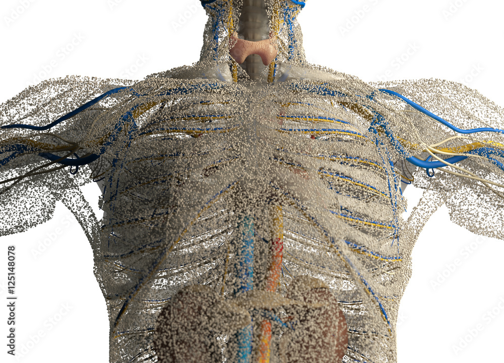 Human anatomy front of chest covered in network of dots. Bio-tech skin ...