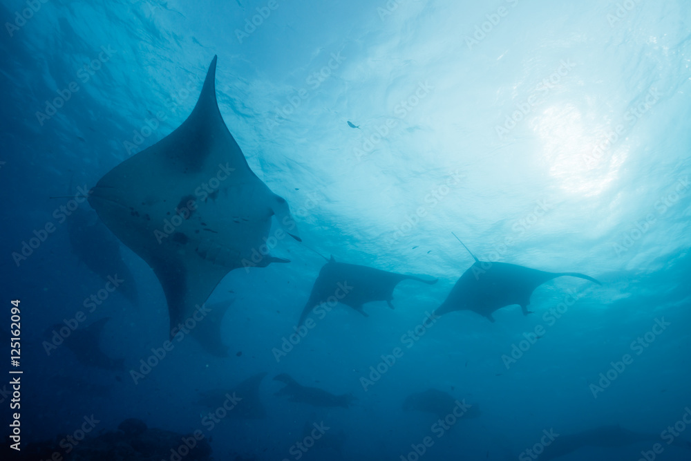 School of manta ray Stock Photo | Adobe Stock