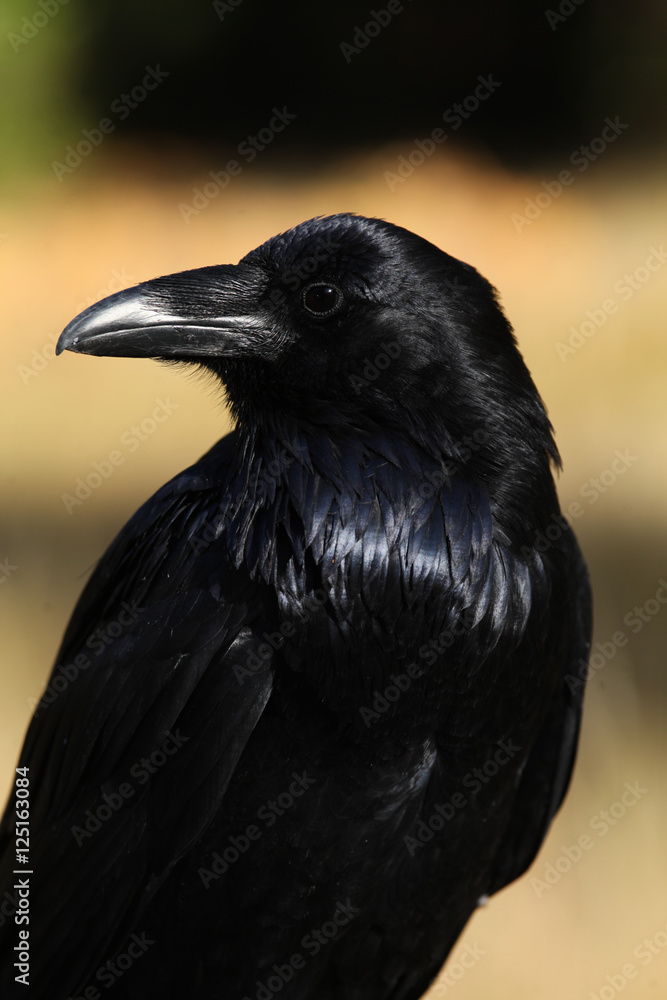 Raven with catch light in his eye and iridescent feathers. Stock Photo ...