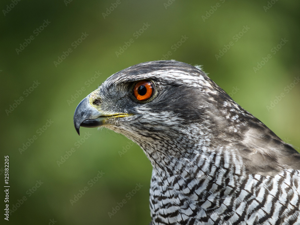 Northern Goshawk
