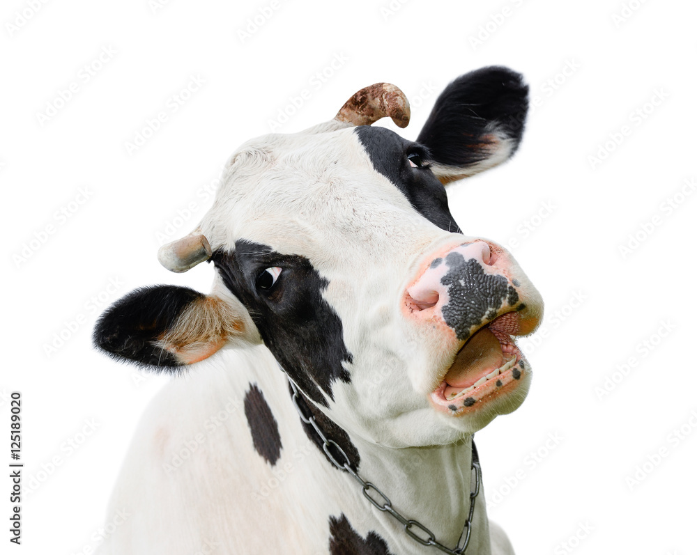 Funny cute cow isolated on white. Talking black and white cow. Funny ...