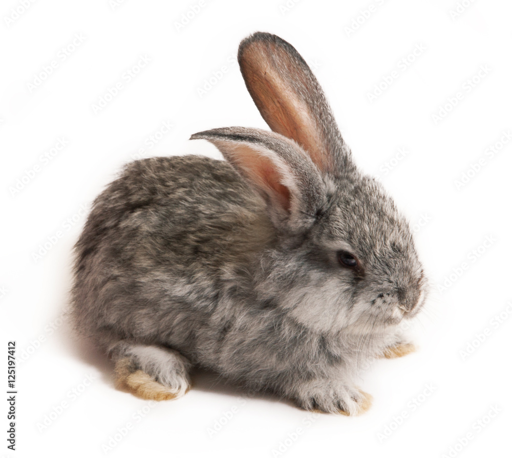 Rabbit Stock Photo | Adobe Stock