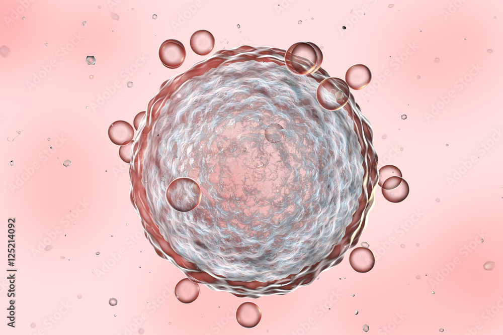 Human female egg cell Stock Illustration | Adobe Stock