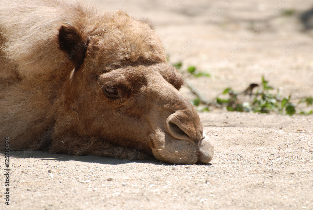 Beautiful Face of a Resting Camel Stock Photo | Adobe Stock
