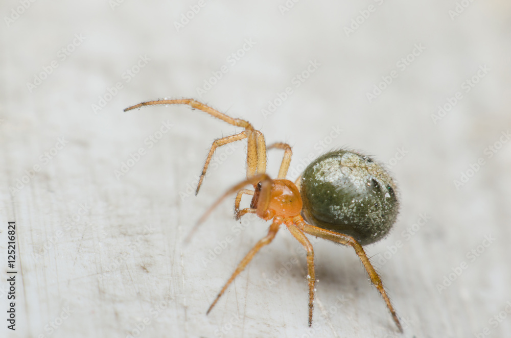 Green Widow Spider