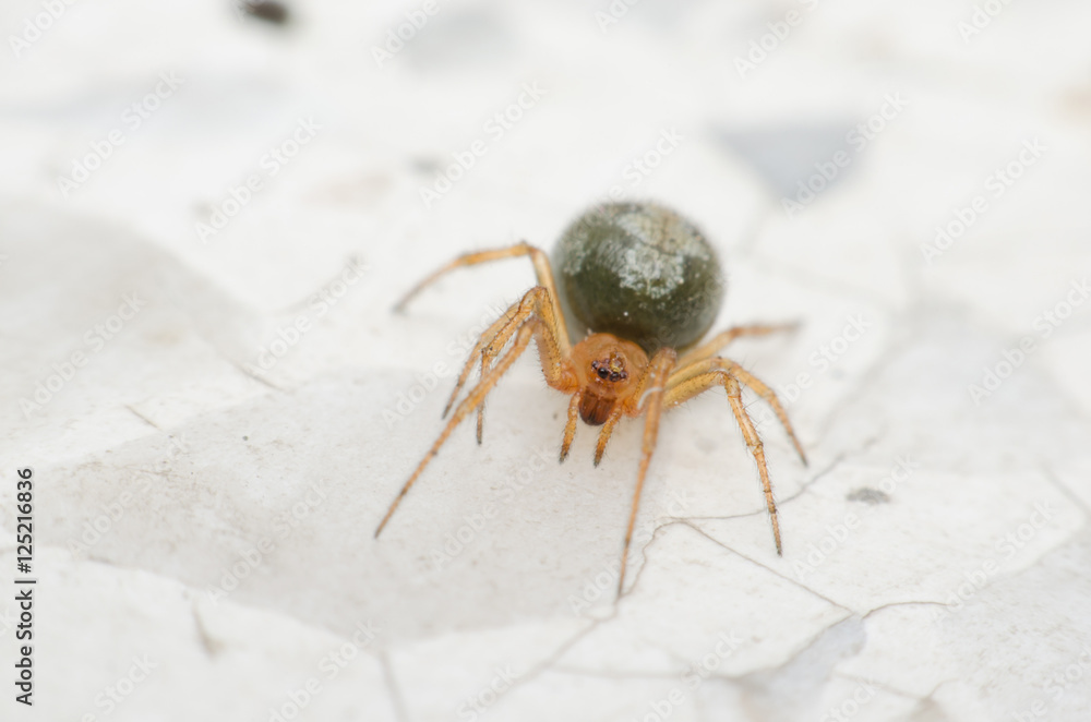 White Widow Spider
