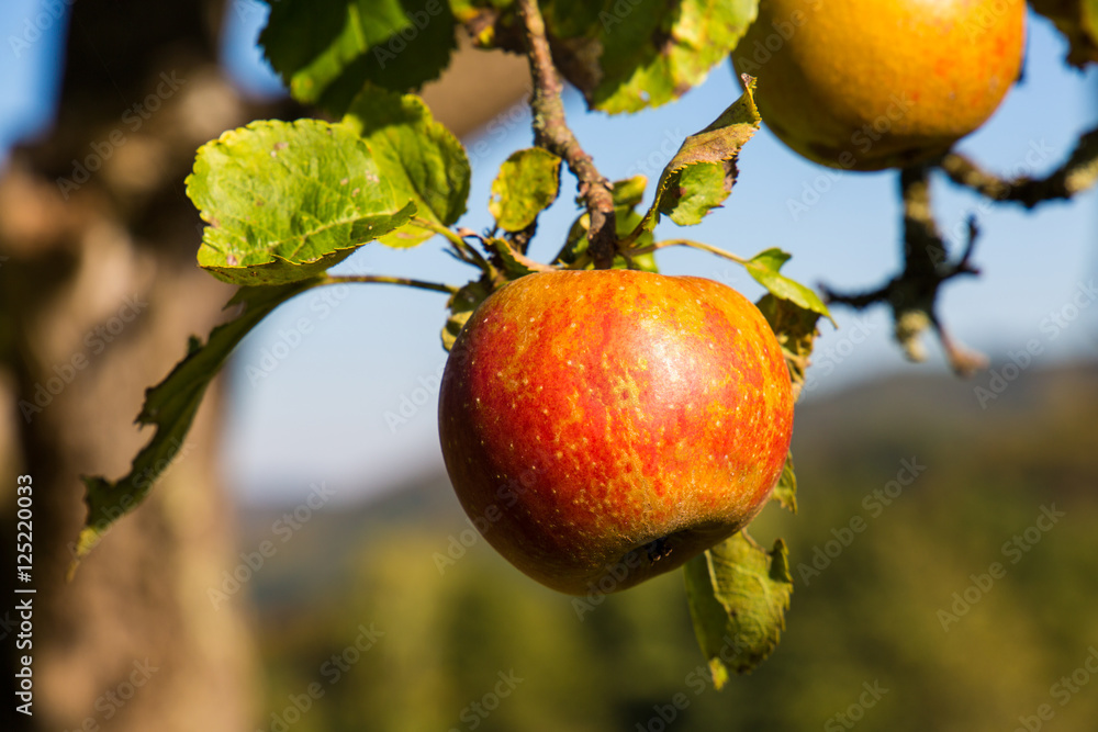Apfel am Ast Stock Photo | Adobe Stock