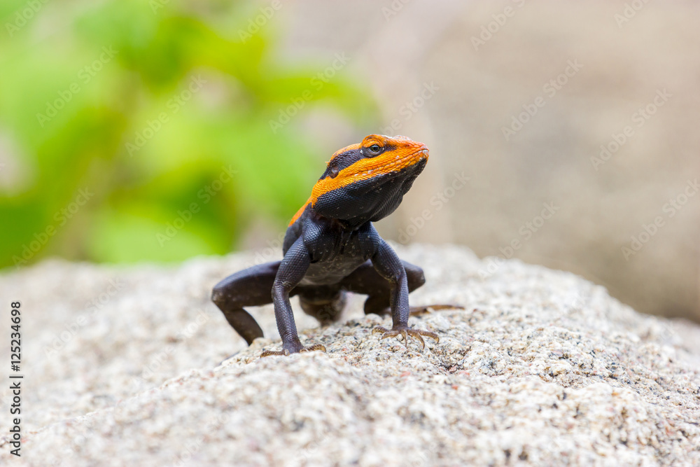 The Peninsular rock agama or South Indian rock agama. This species of ...