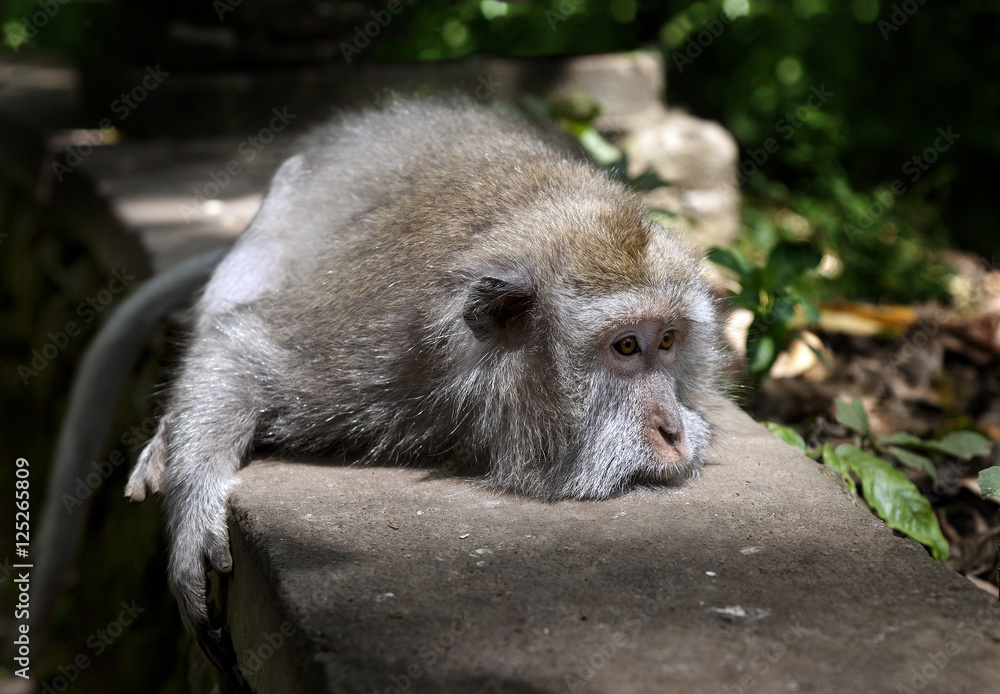 lying monkey Stock Photo | Adobe Stock