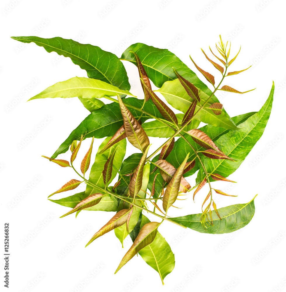 Margosa (also named as nim, neem tree, Melia, Azadirachta indica Stock ...