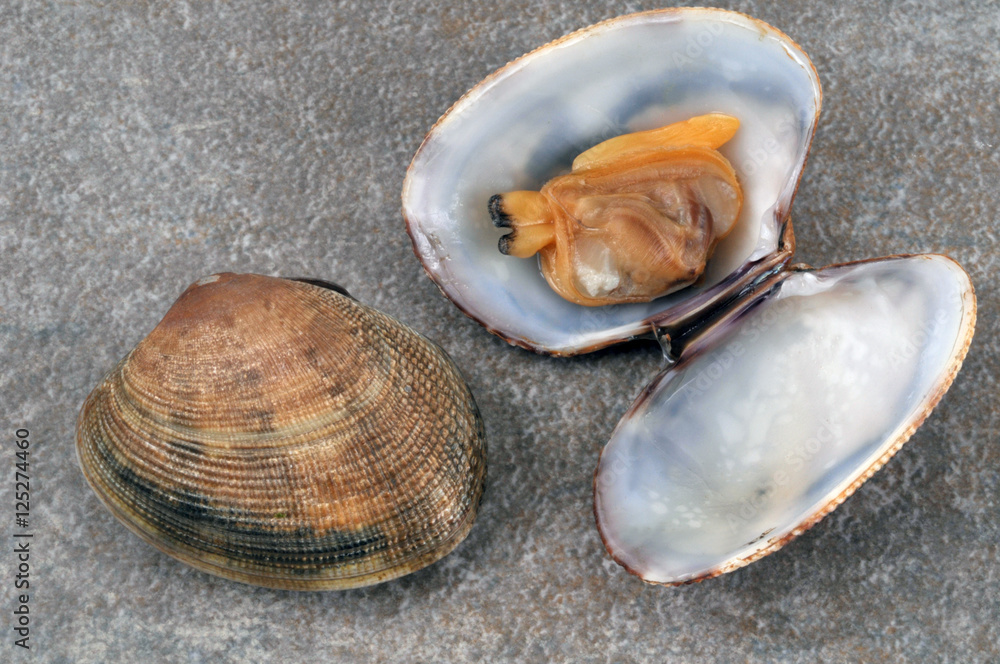 Foto Stock Palourde fermée et palourde cuite ouverte | Adobe Stock
