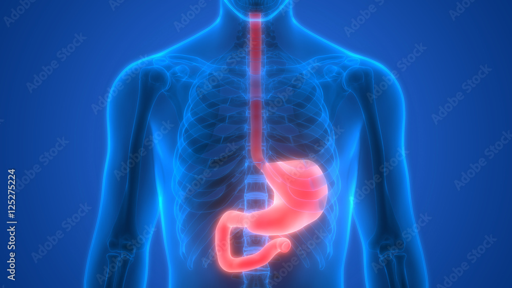 Human Digestive System (Stomach Anatomy) Stock Illustration | Adobe Stock