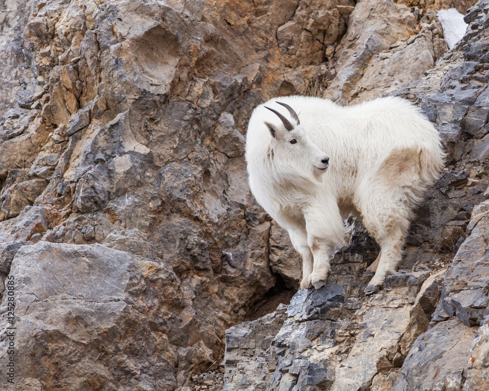 Rocky Mountain Goat Climbing